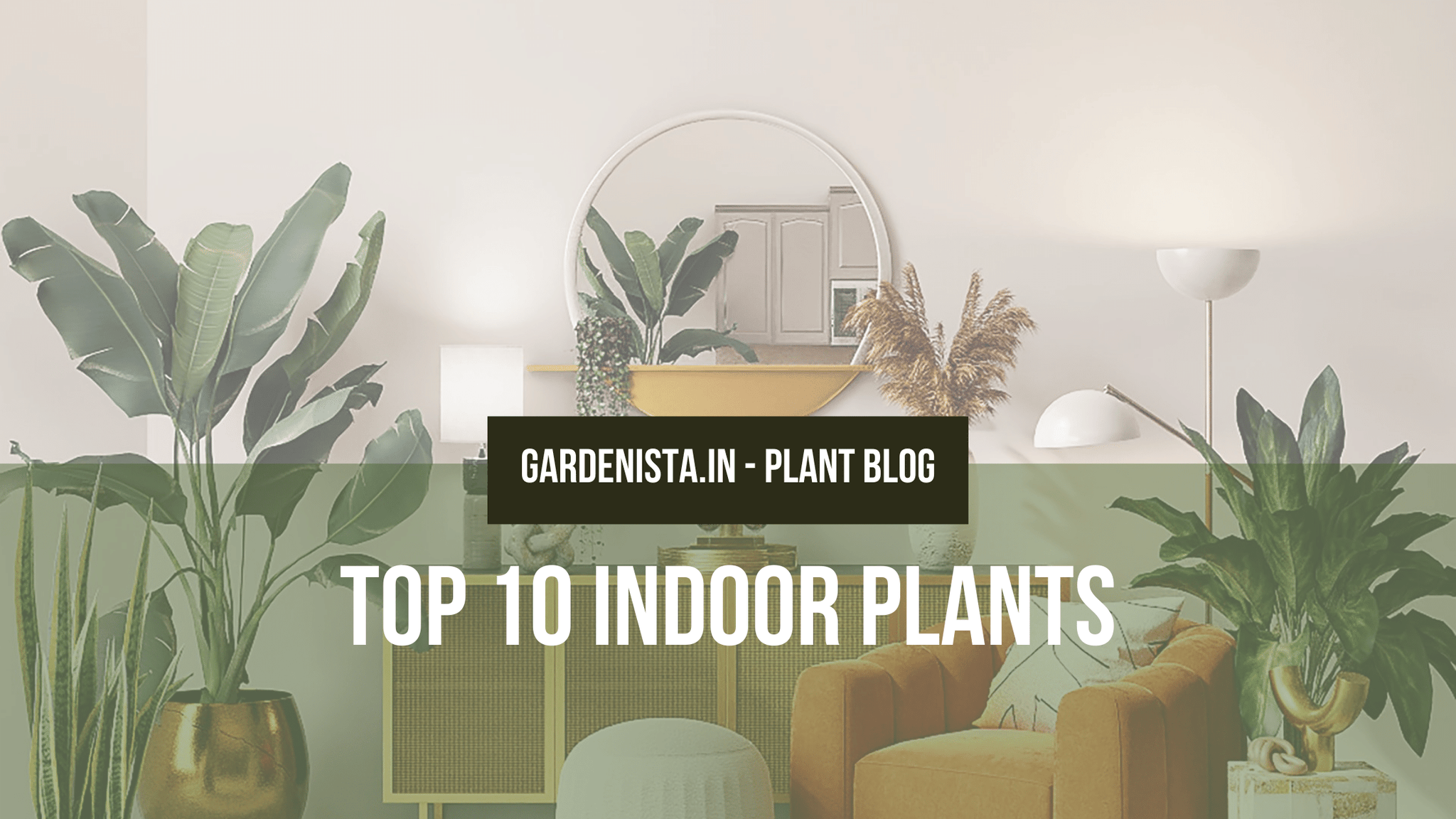 Plants Blog – Gardenista