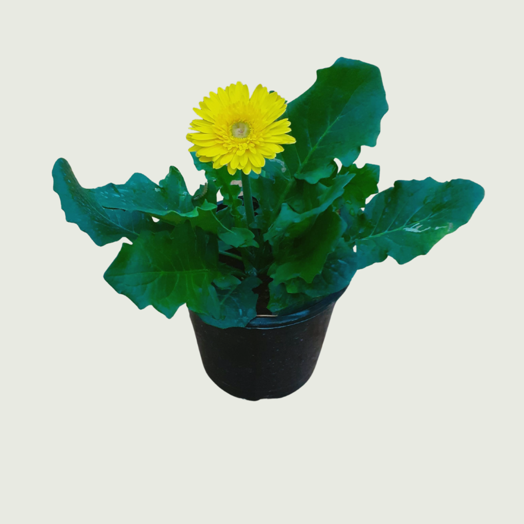 Daisy Yellow – Gardenista