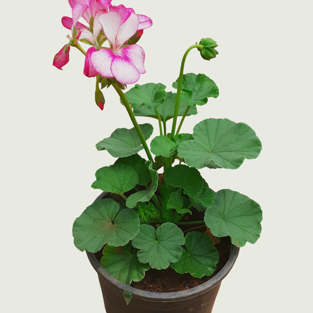 Geranium Ivy – Gardenista