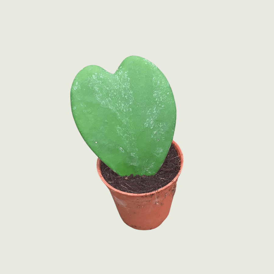 Plants Combos – Gardenista