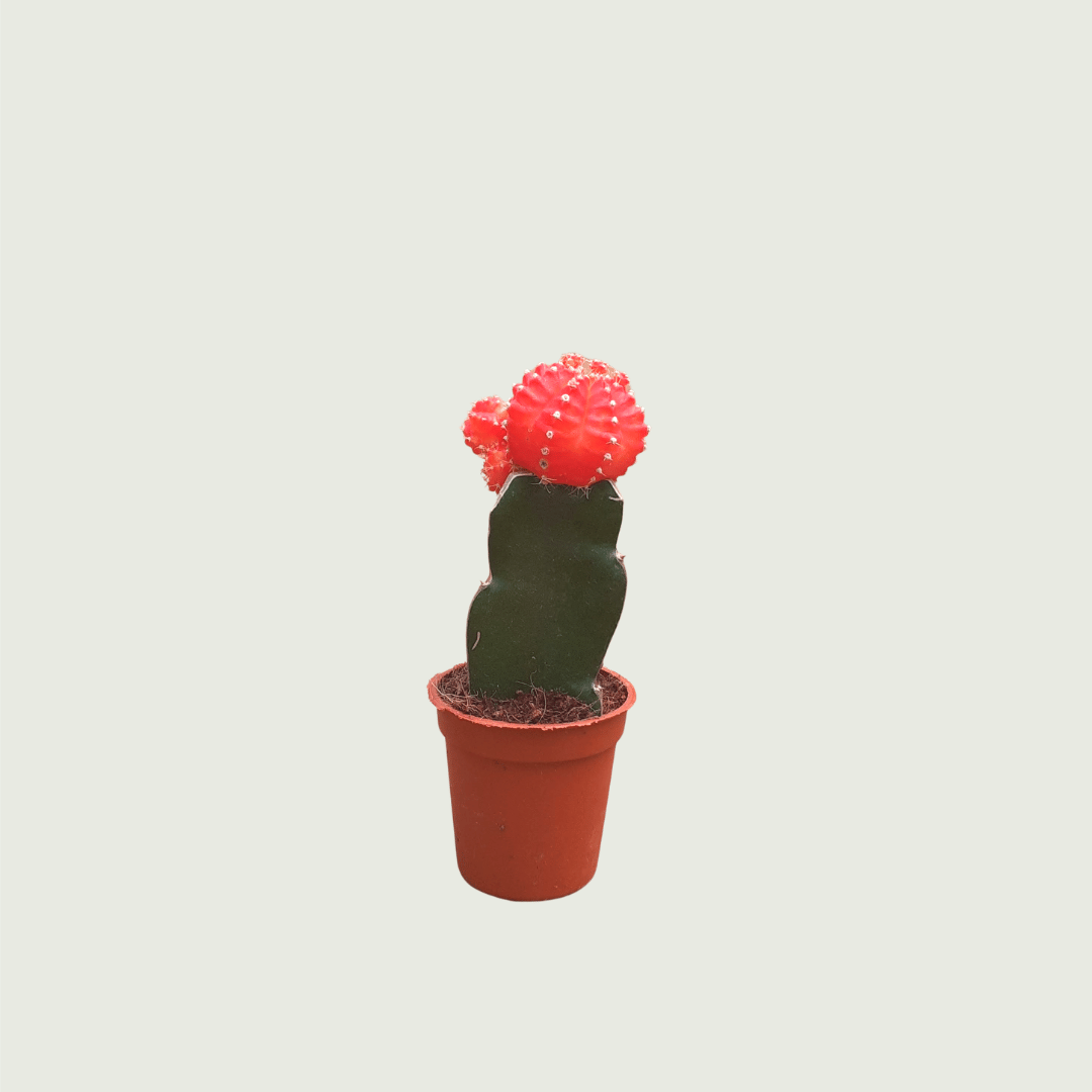 Gardenista Succulents Box-1 of 4 Plants - Hoya Kerri | Serpervivum | M