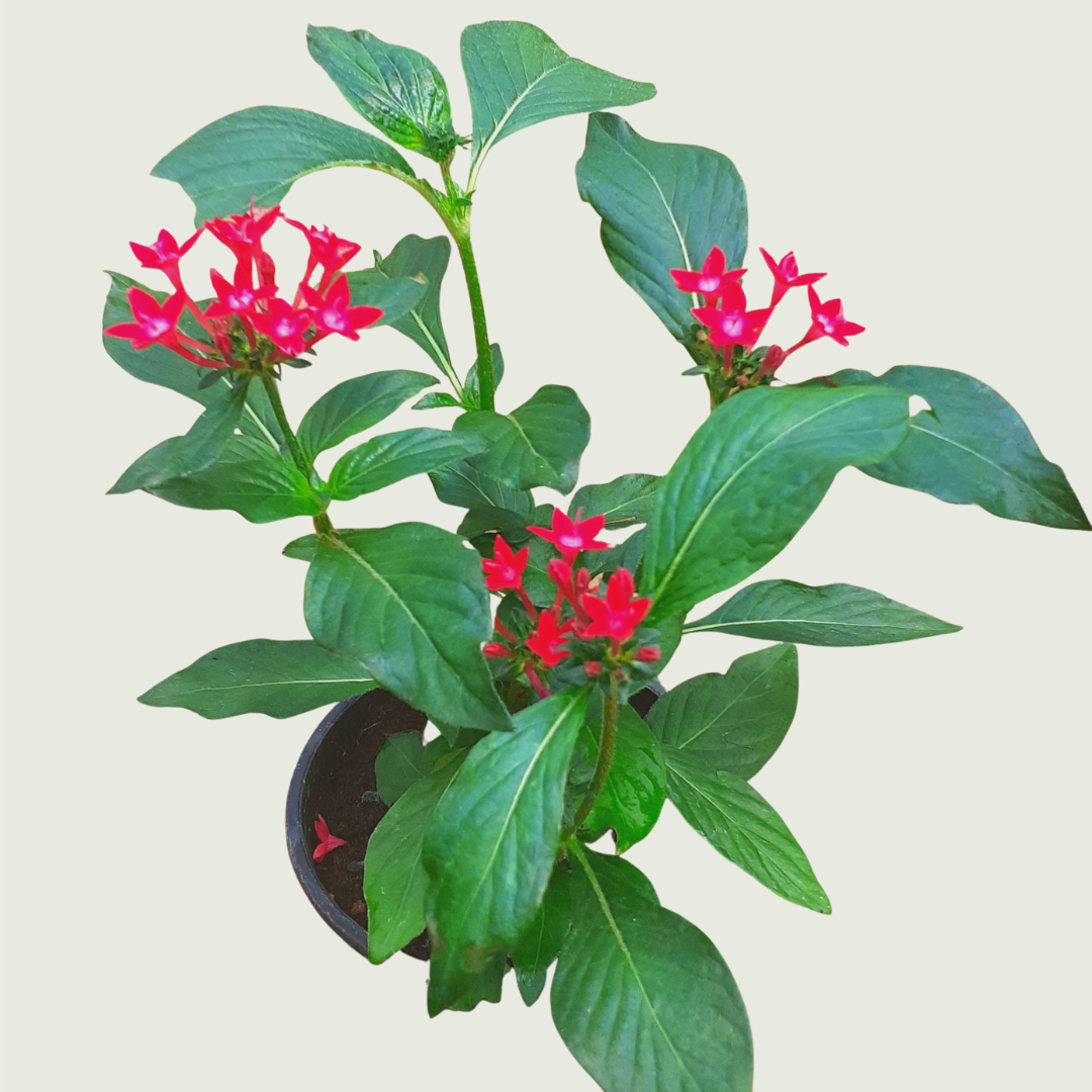 Pentas Assorted Varieties – Gardenista